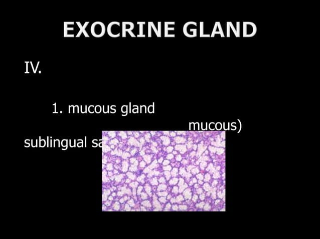 Exocrine Gland Ppt