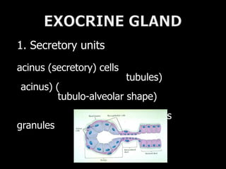 Exocrine gland | PPTX