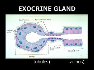 Exocrine gland | PPT