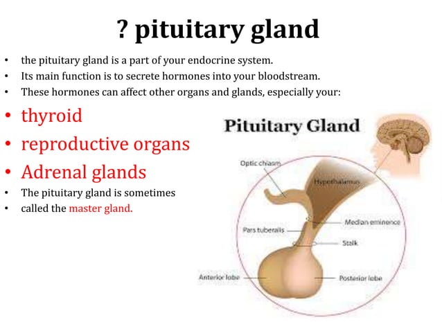 Exocrine Gland And Endocrine Gland Ppt