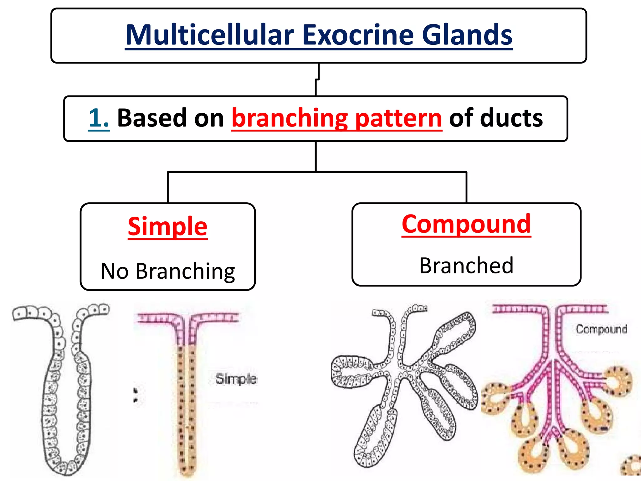 Exocrine glands histology | PDF
