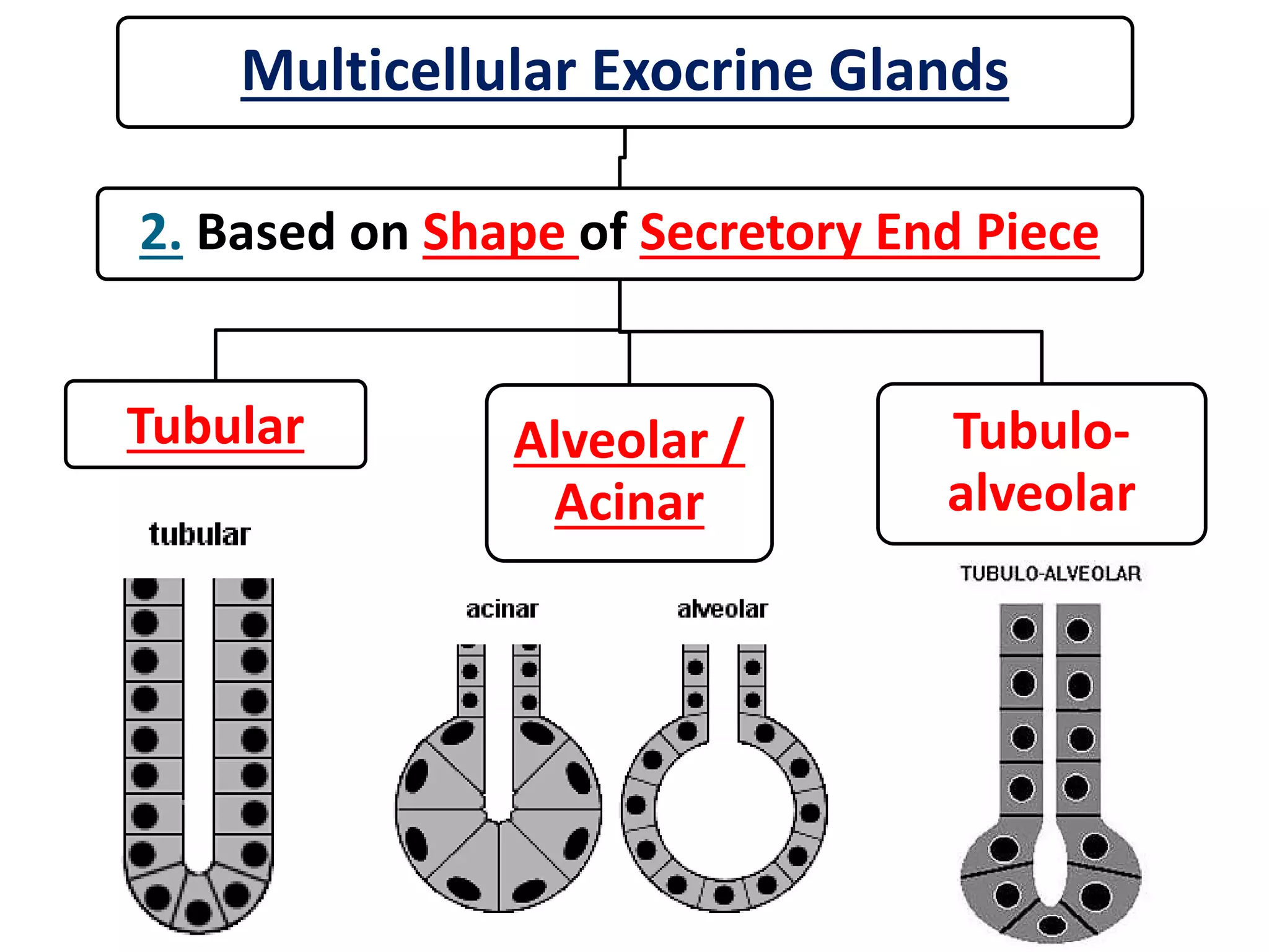 Exocrine glands histology | PDF