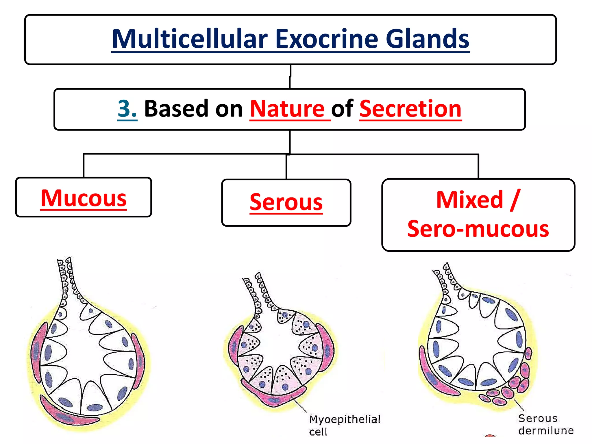 Exocrine glands histology | PDF