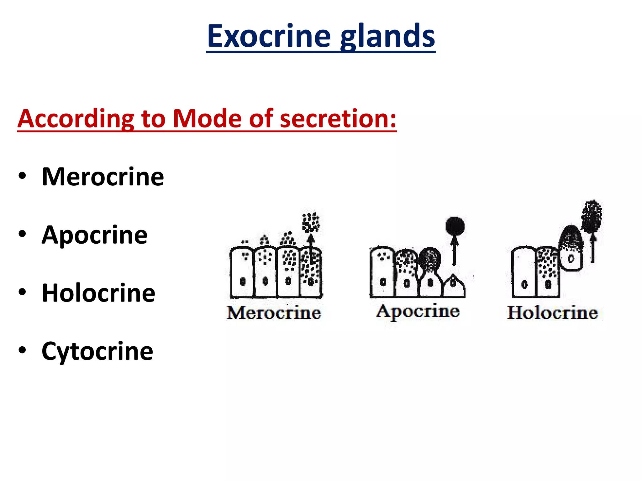 Exocrine glands histology | PDF