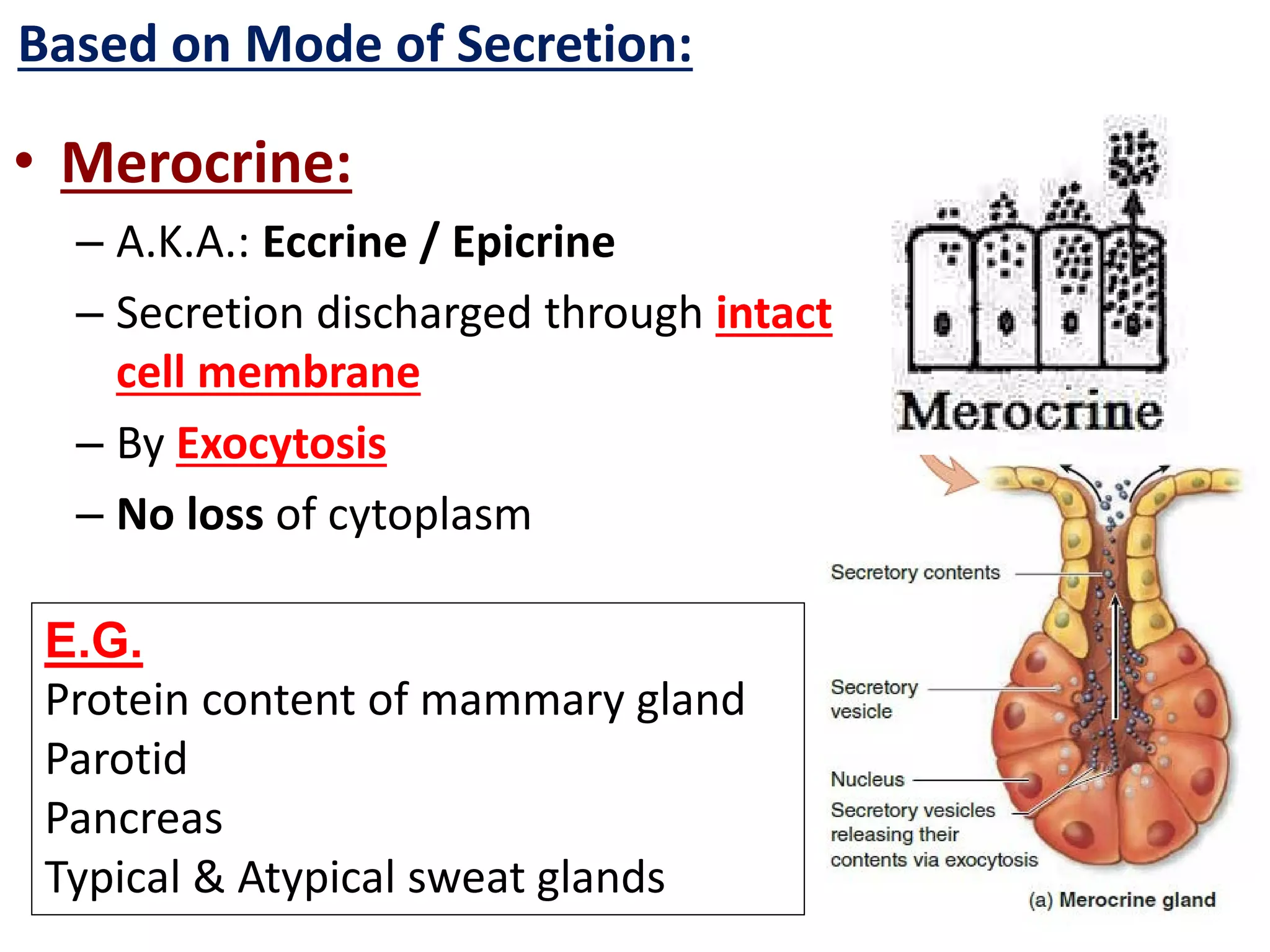 Exocrine glands histology | PDF