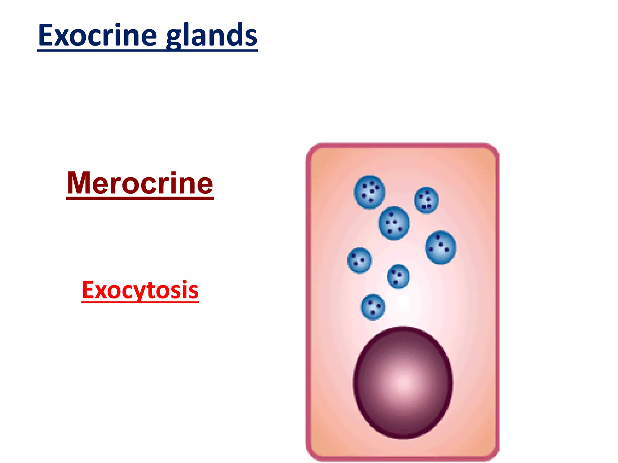 Exocrine glands histology | PDF