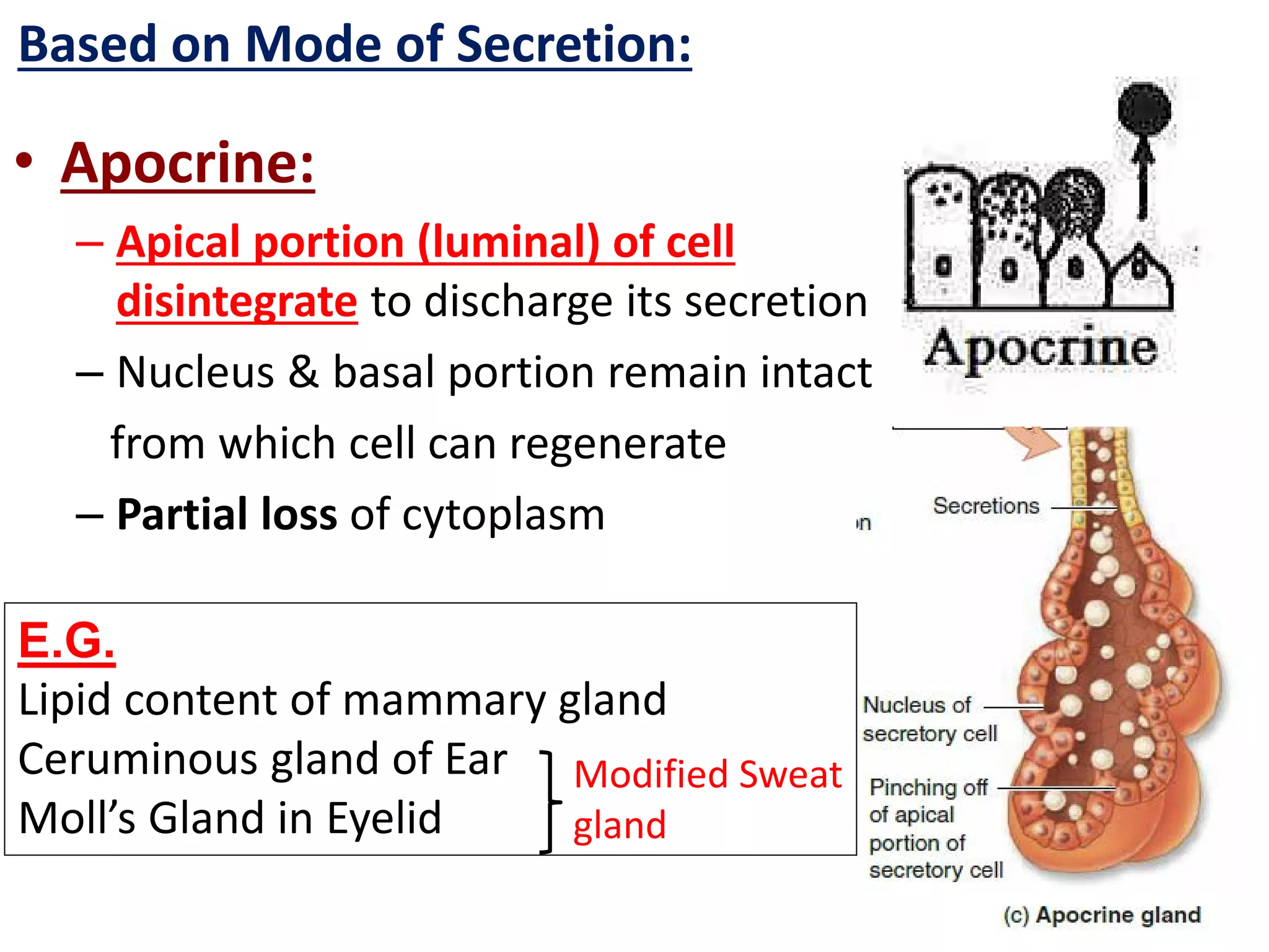 Exocrine glands histology | PDF