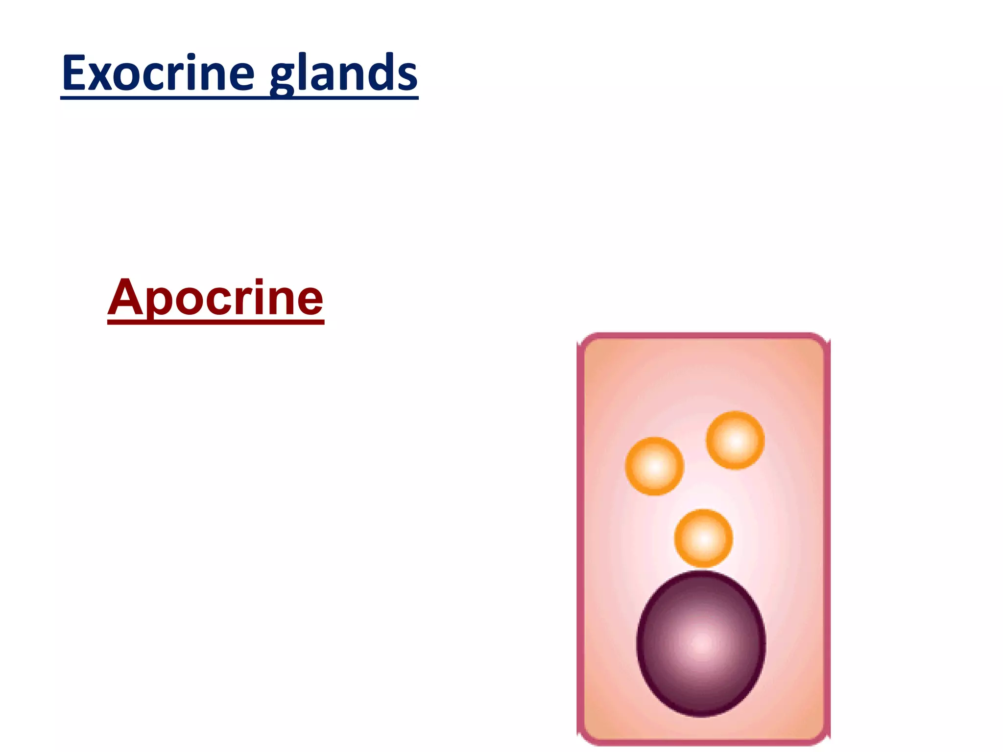 Exocrine glands histology | PDF