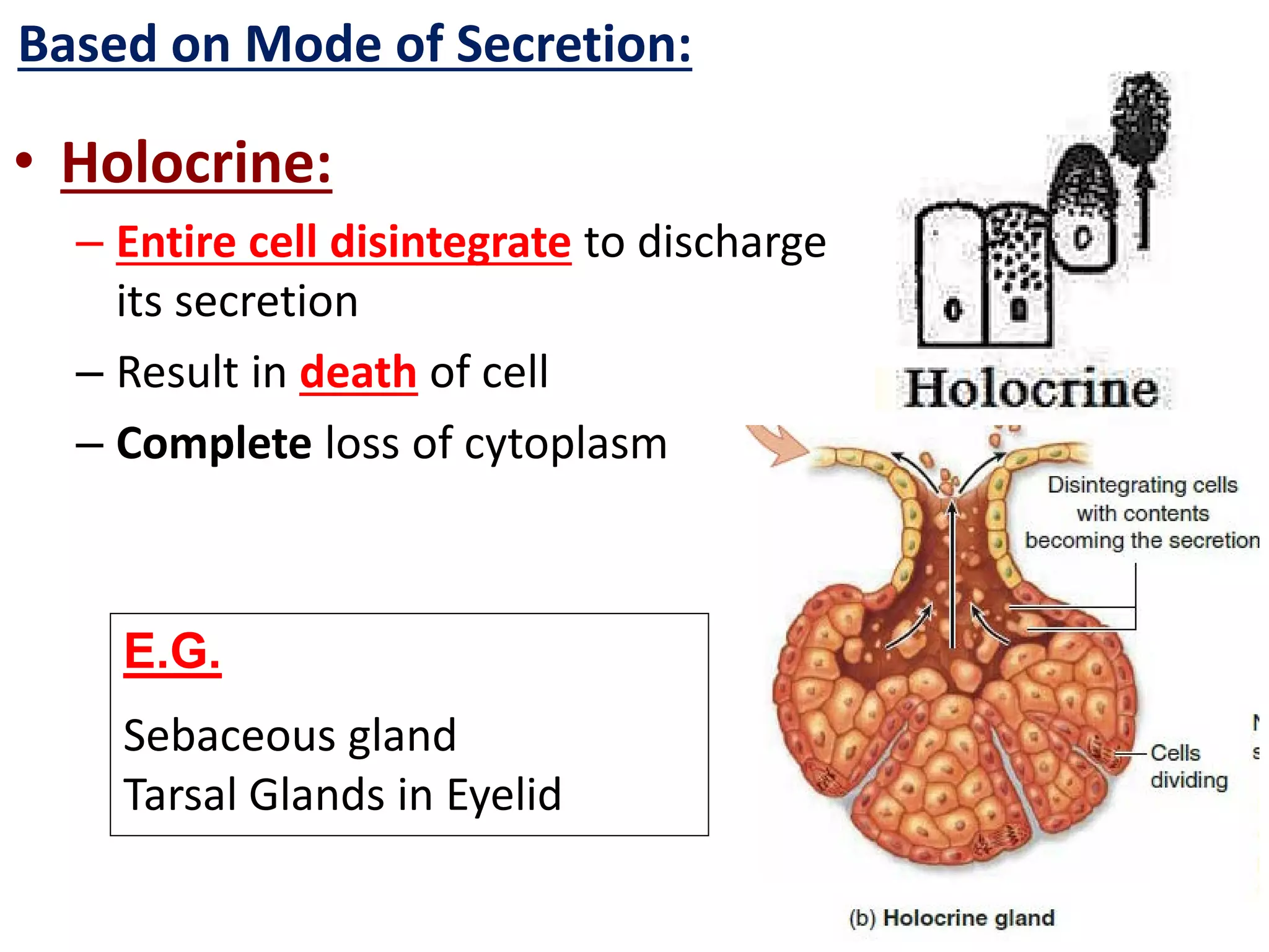Exocrine glands histology | PDF