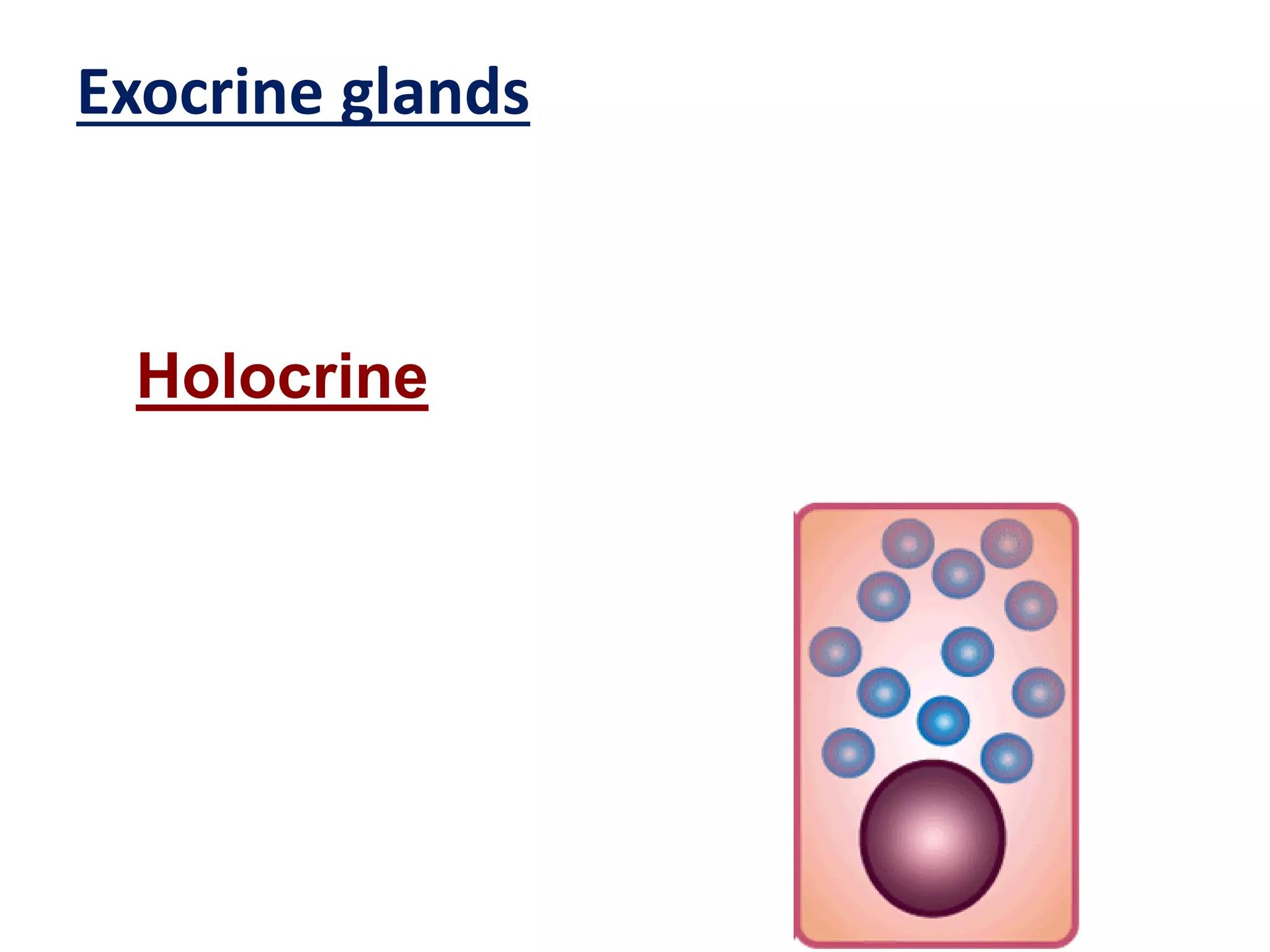 Exocrine glands histology | PDF