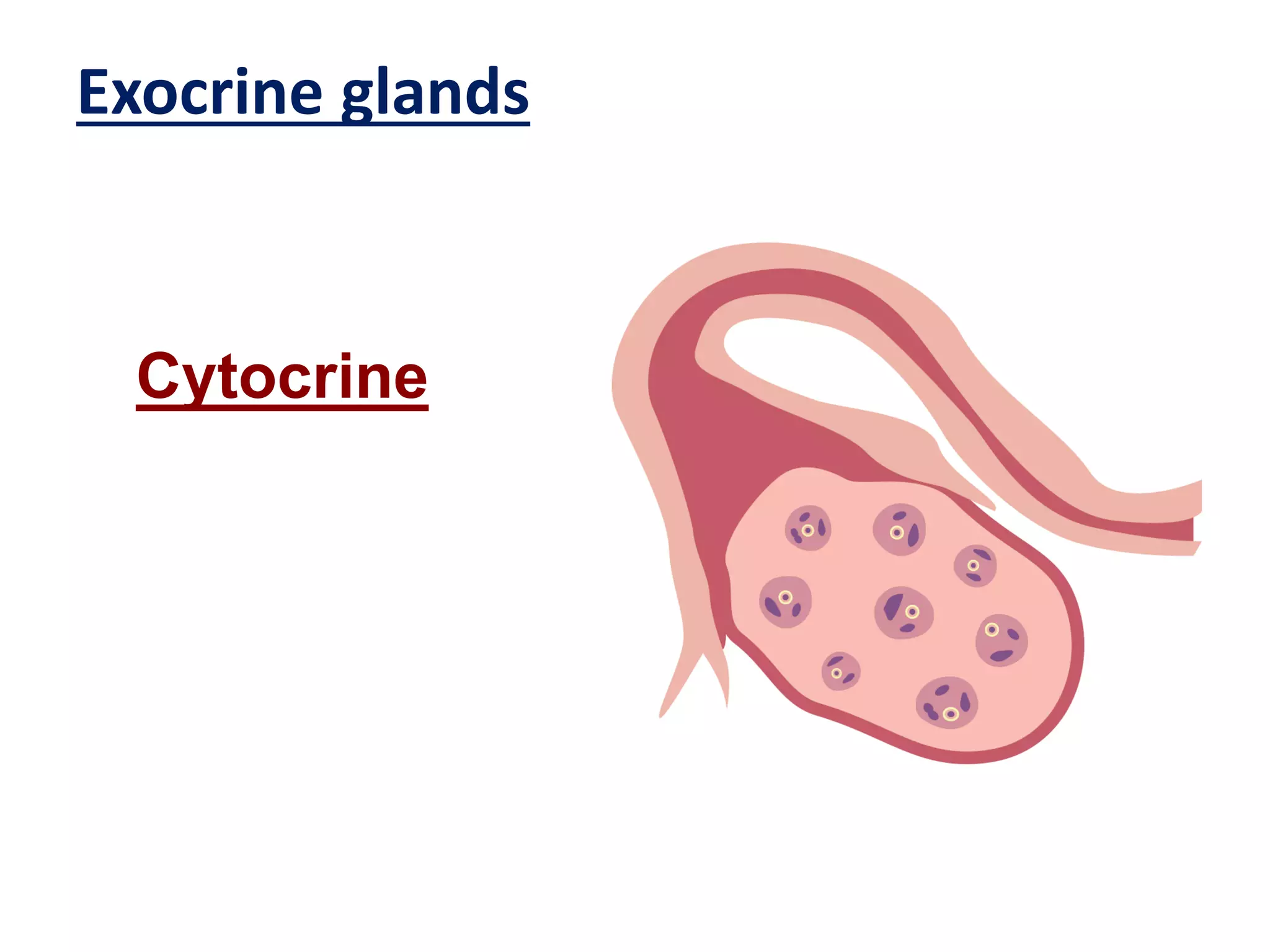 Exocrine glands histology | PDF