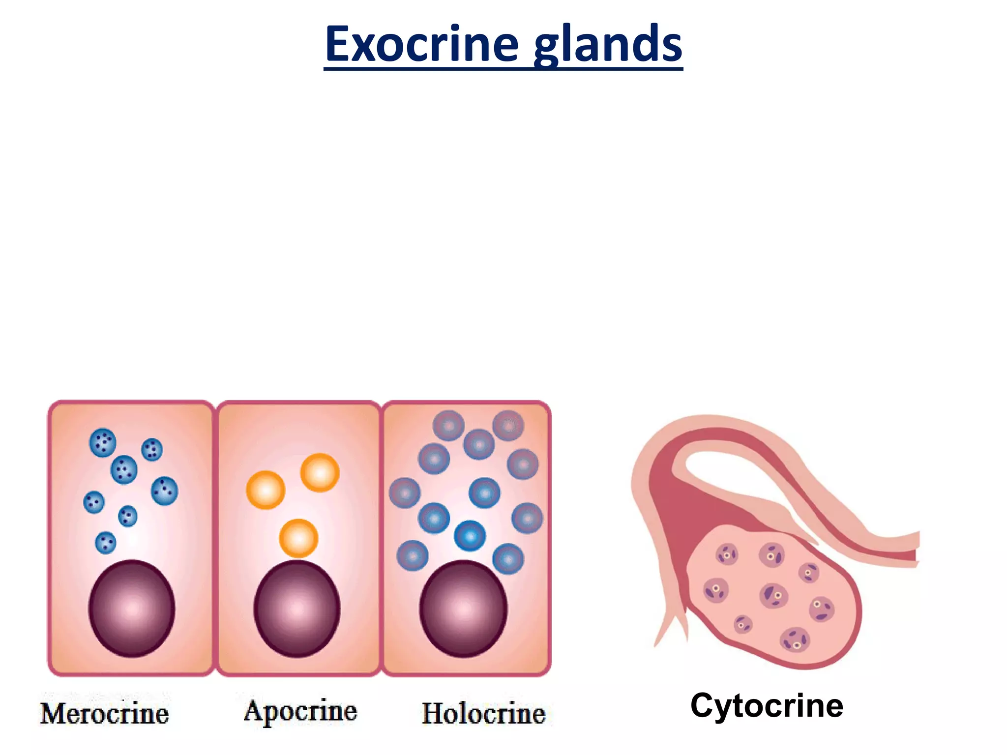 Exocrine glands histology | PDF