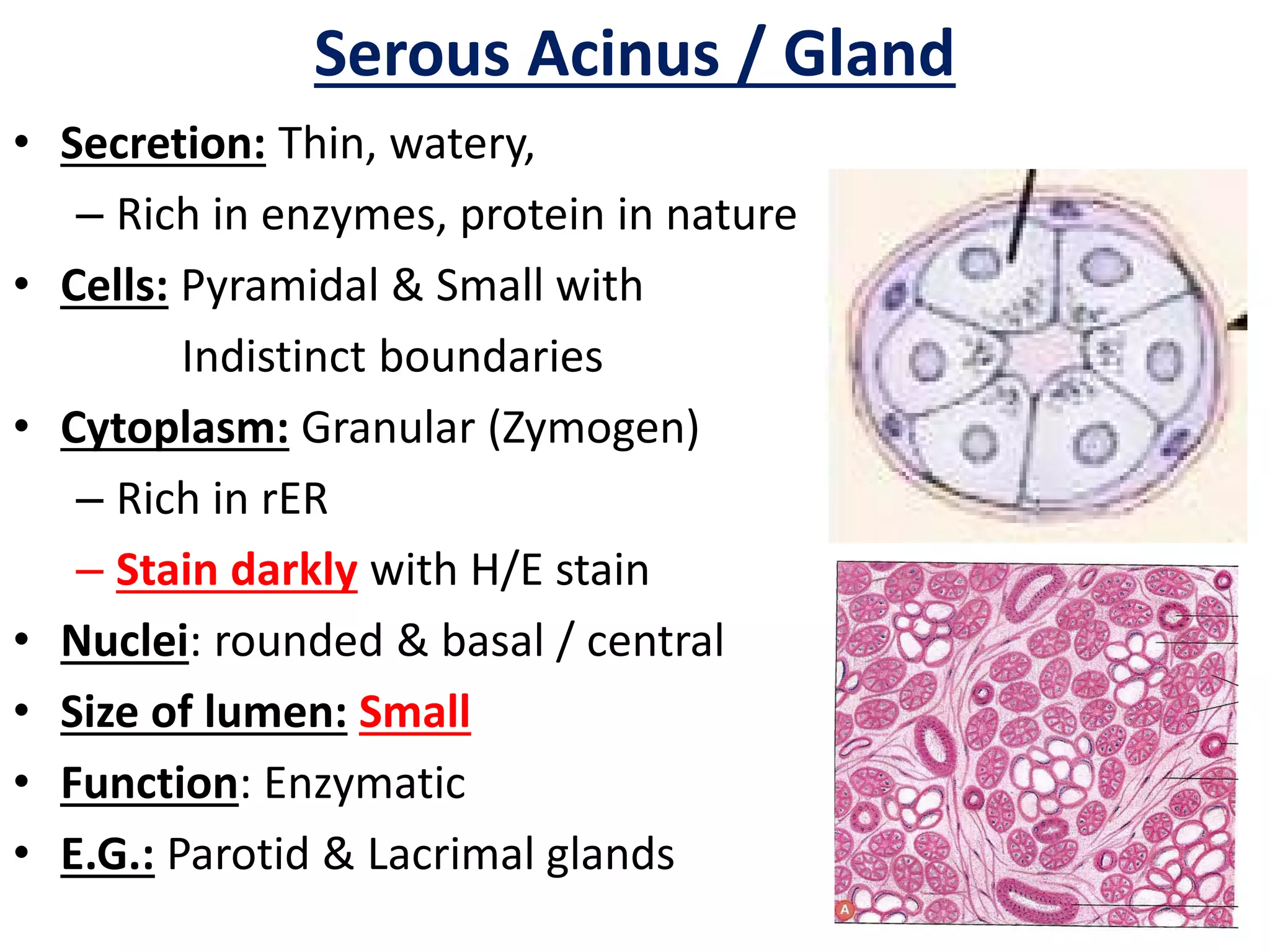 Exocrine glands histology | PDF