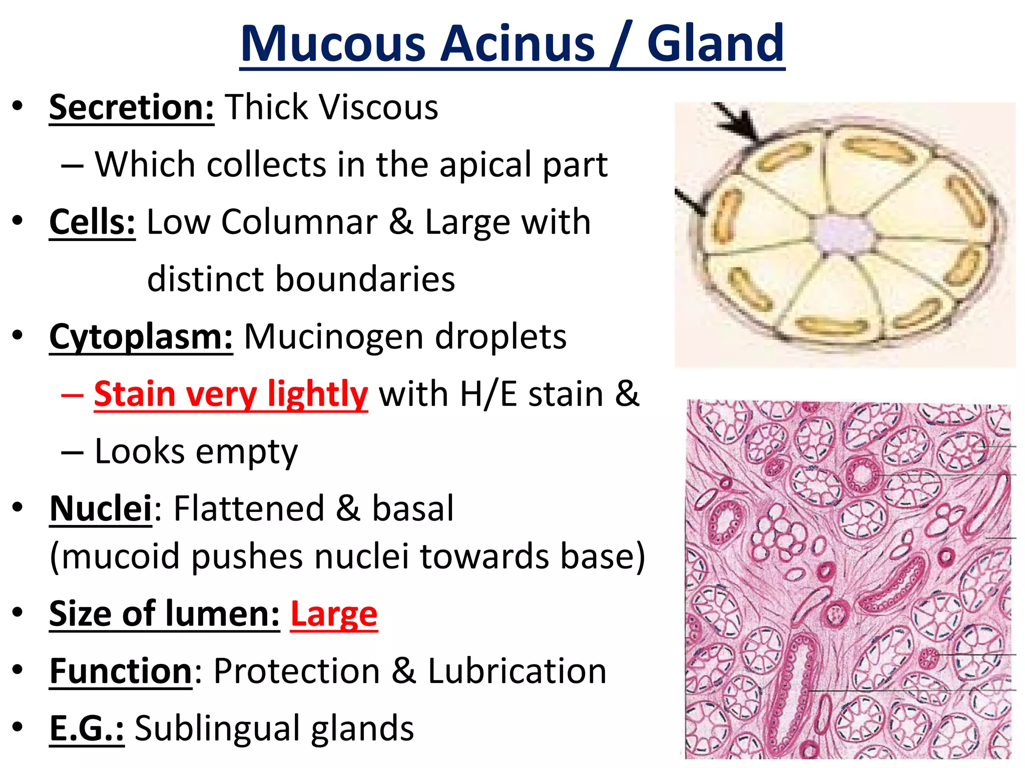 Exocrine glands histology | PDF