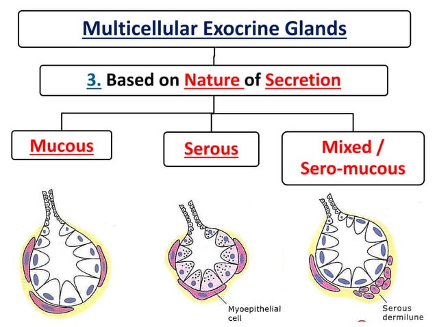 Exocrine glands histology | PDF