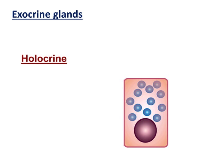 Exocrine glands histology | PDF