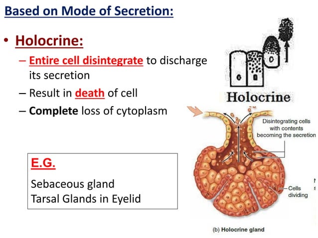 Exocrine glands histology