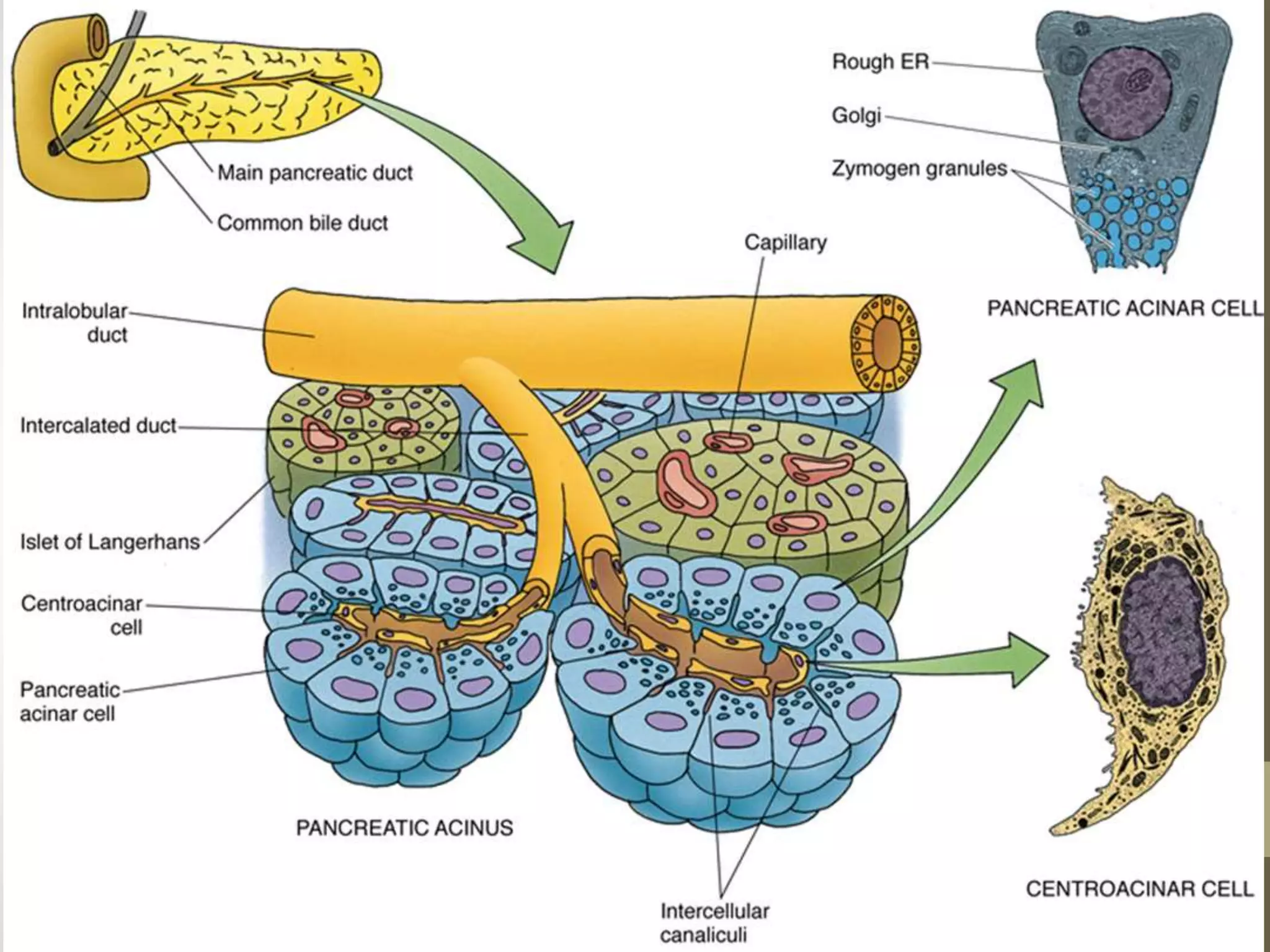 Exocrine pancreatic insufficiency - Dr Shaz Pamangadan | PPTX