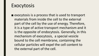 Exocytosis Steps