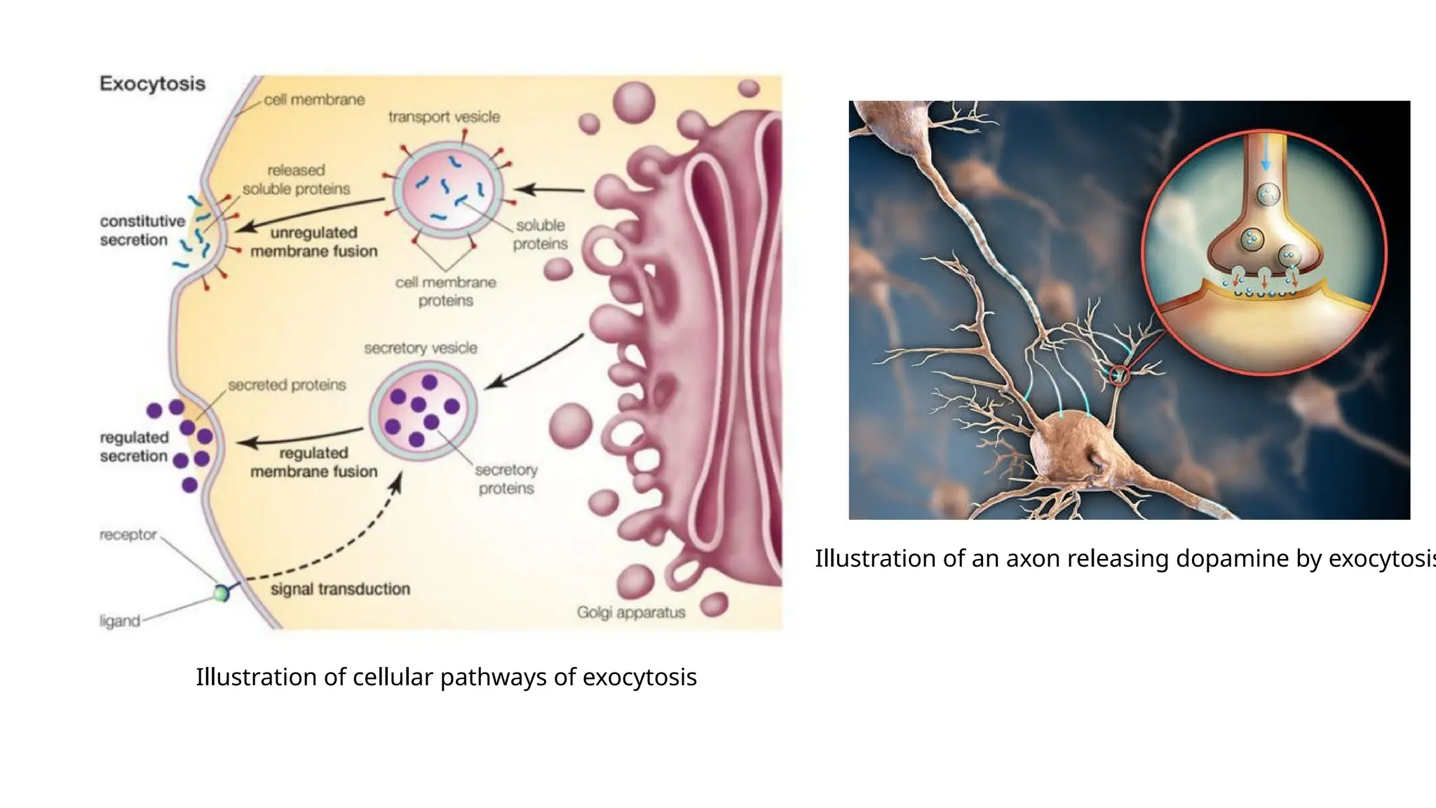 Exocytosis and Endocytosis..pptx in vast | PPT