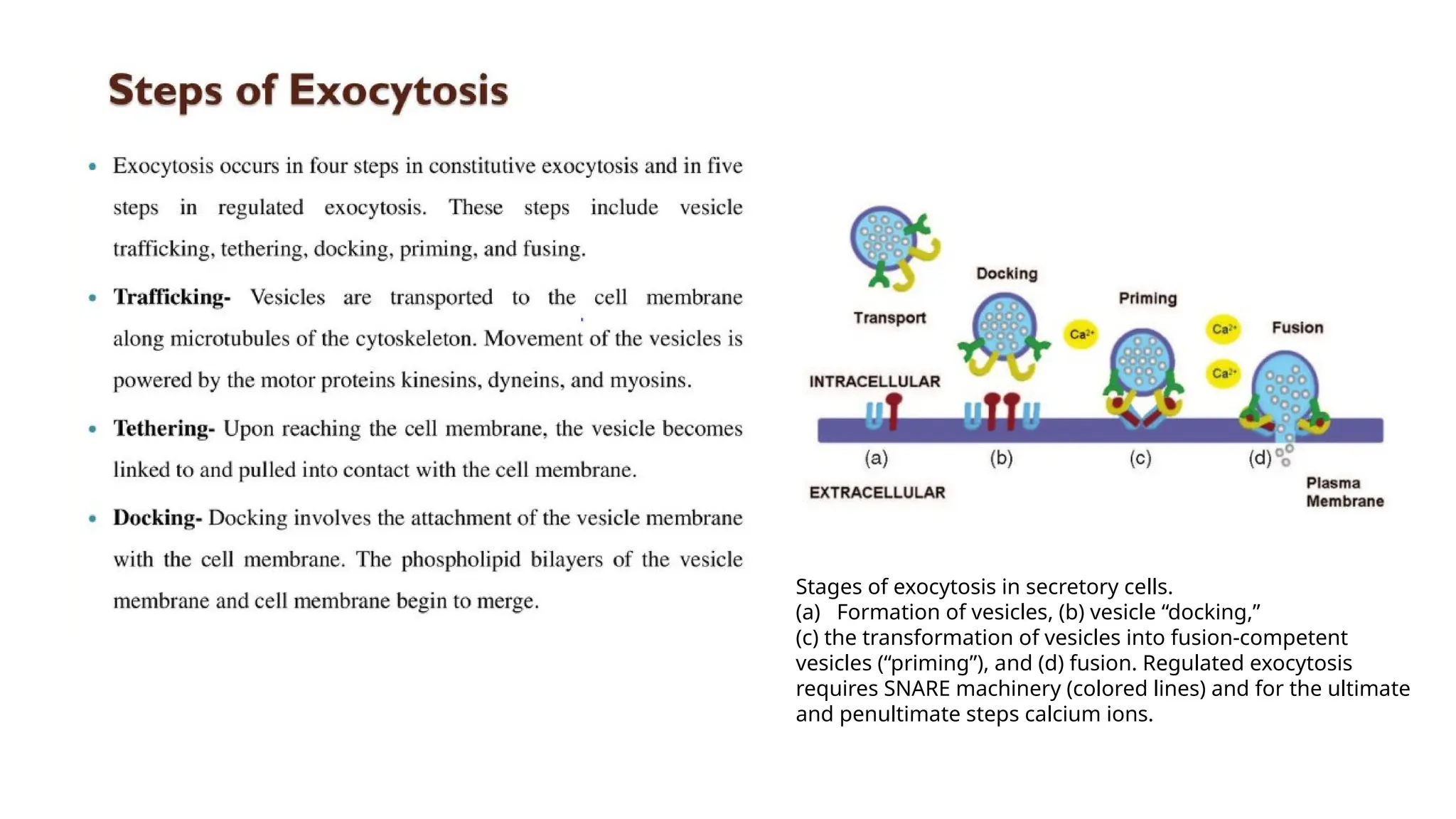 Exocytosis and Endocytosis..pptx in vast | PPT