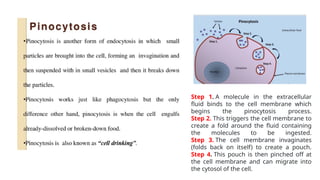 Exocytosis and Endocytosis..pptx in vast | PPTX