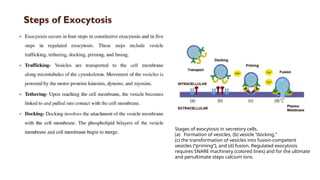 Exocytosis and Endocytosis..pptx in vast | PPTX