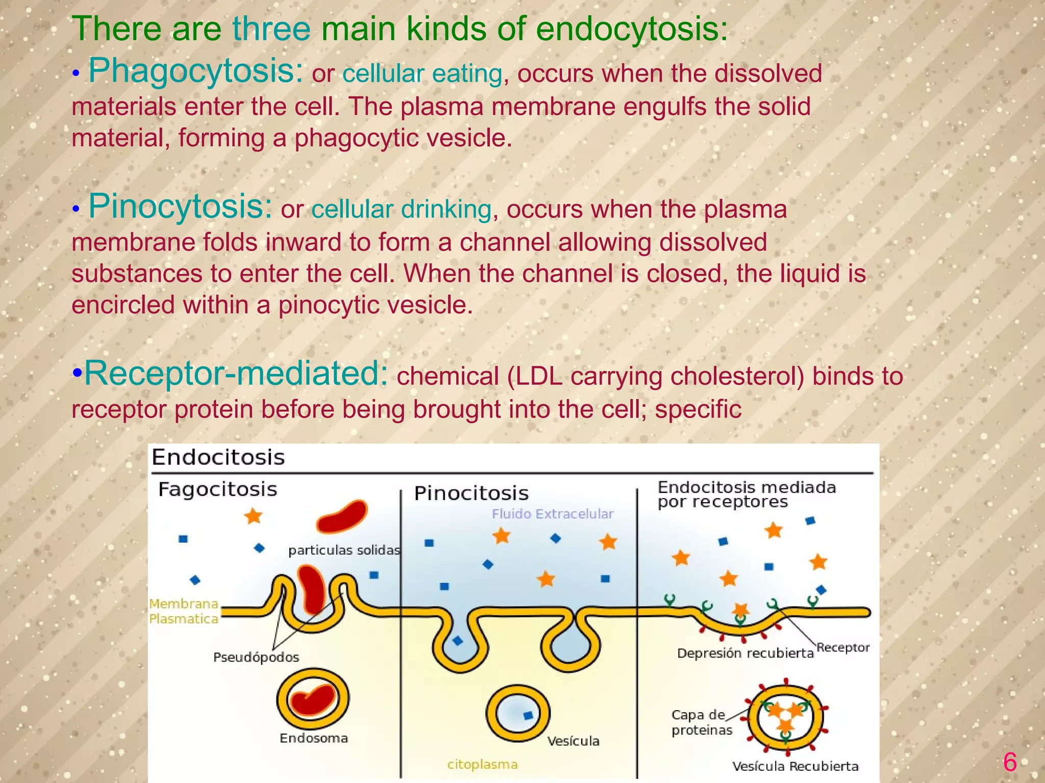 Exocytosis and Endocytosis {Best one} | PPT