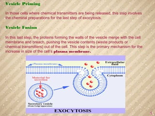 Exocytosis and Endocytosis {Best one} | PPT