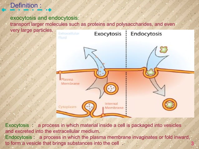 Exocytosis and Endocytosis {Best one} | PPT | Biological Sciences | Science