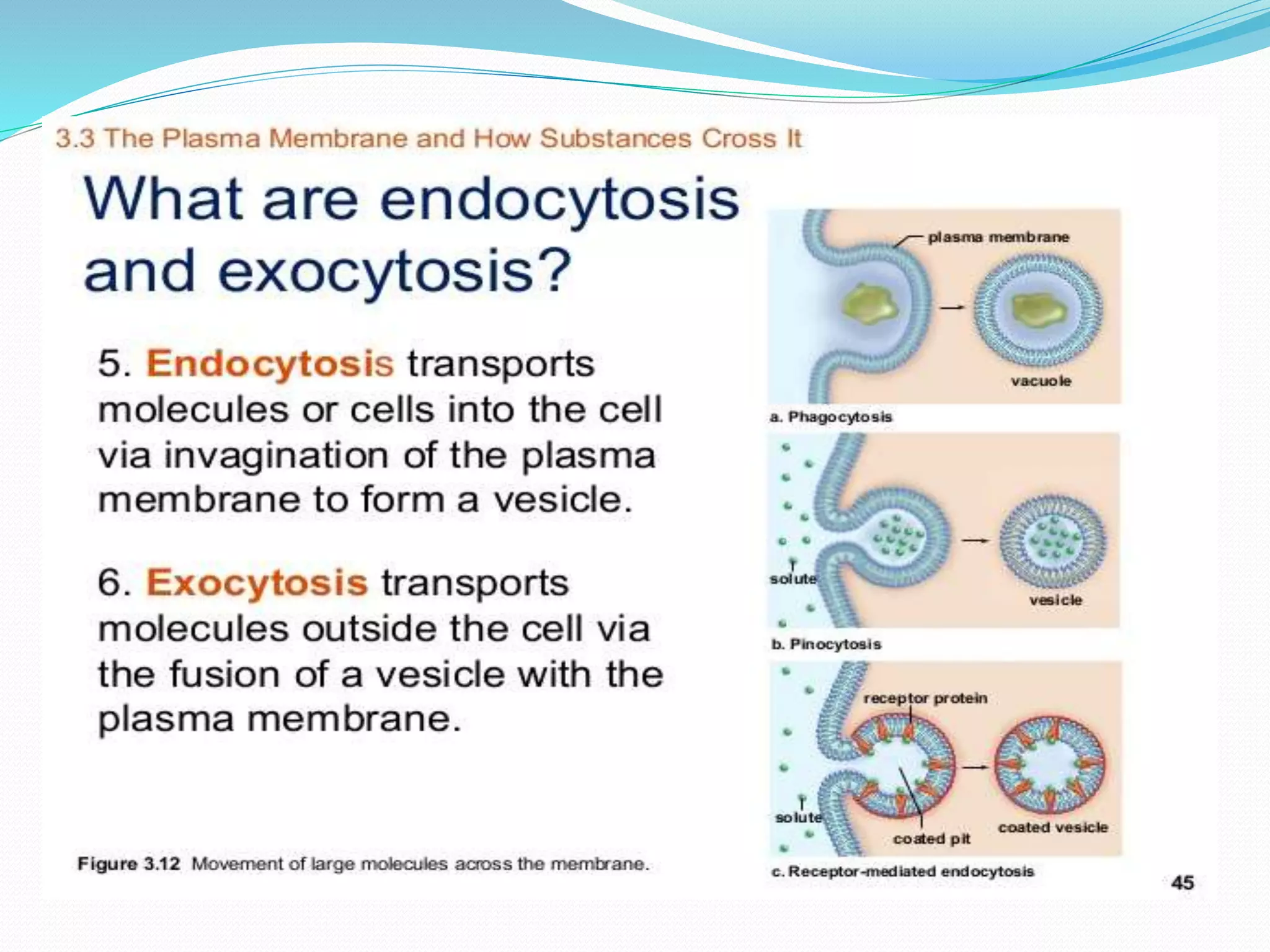 Exocytosis, endocytosis | PPTX