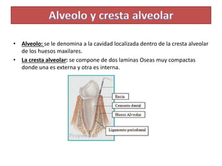 Exodoncia indicaciones, contraindicaciones y generalidades | PPTX