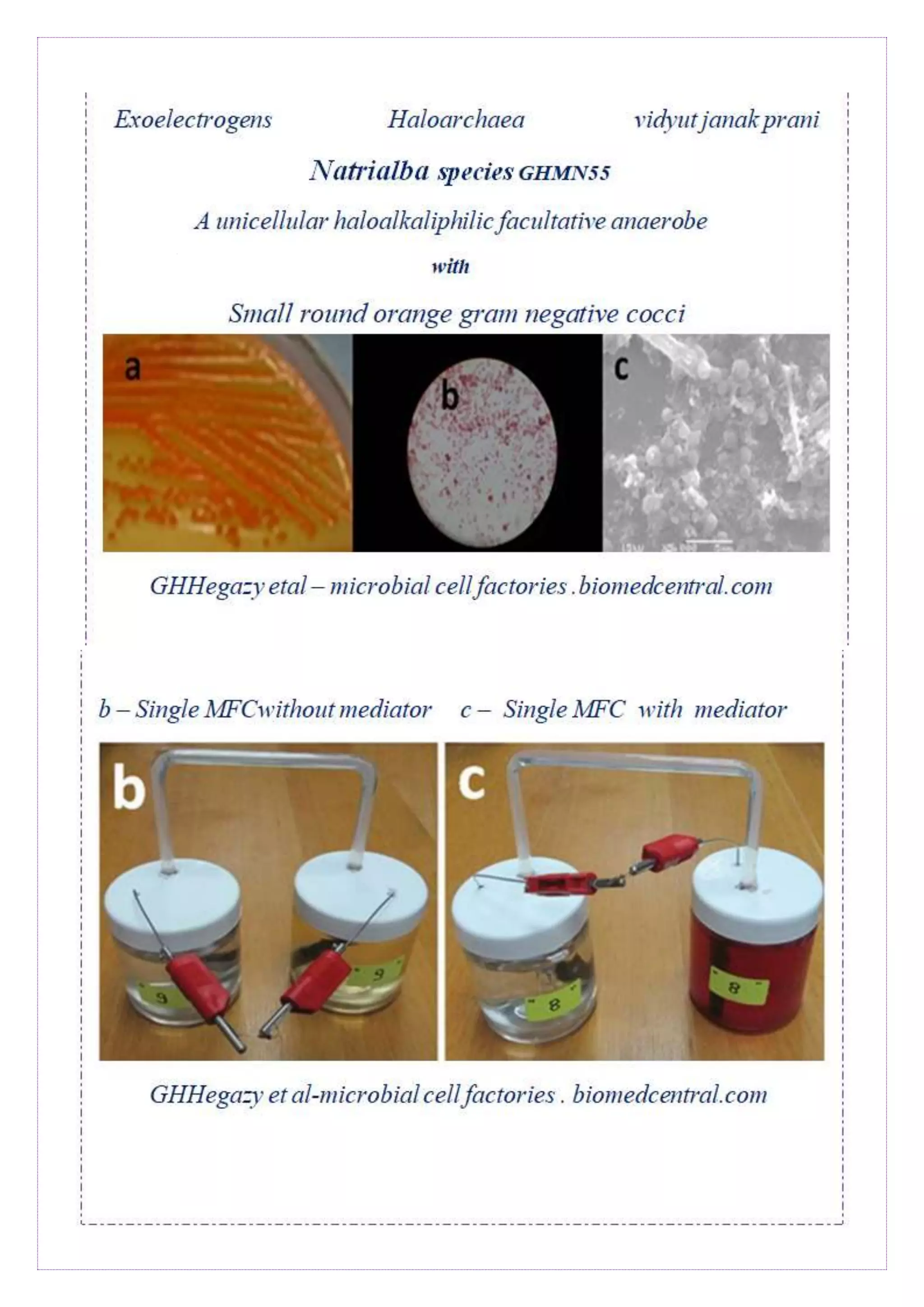 EXOELECTROGENS - ARCHAEA - NATRIALBA -HALOALKALIPHILIC - SNIP.docx