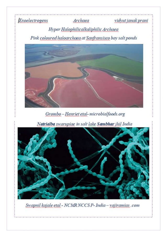 EXOELECTROGENS - ARCHAEA - NATRIALBA -HALOALKALIPHILIC - SNIP.docx