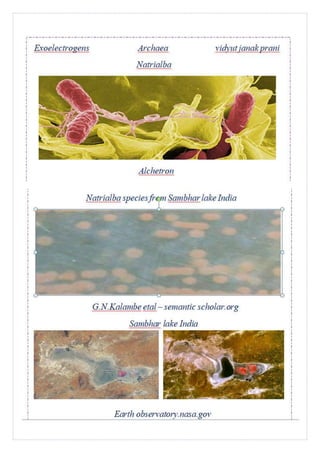 EXOELECTROGENS - ARCHAEA - NATRIALBA -HALOALKALIPHILIC - SNIP.docx