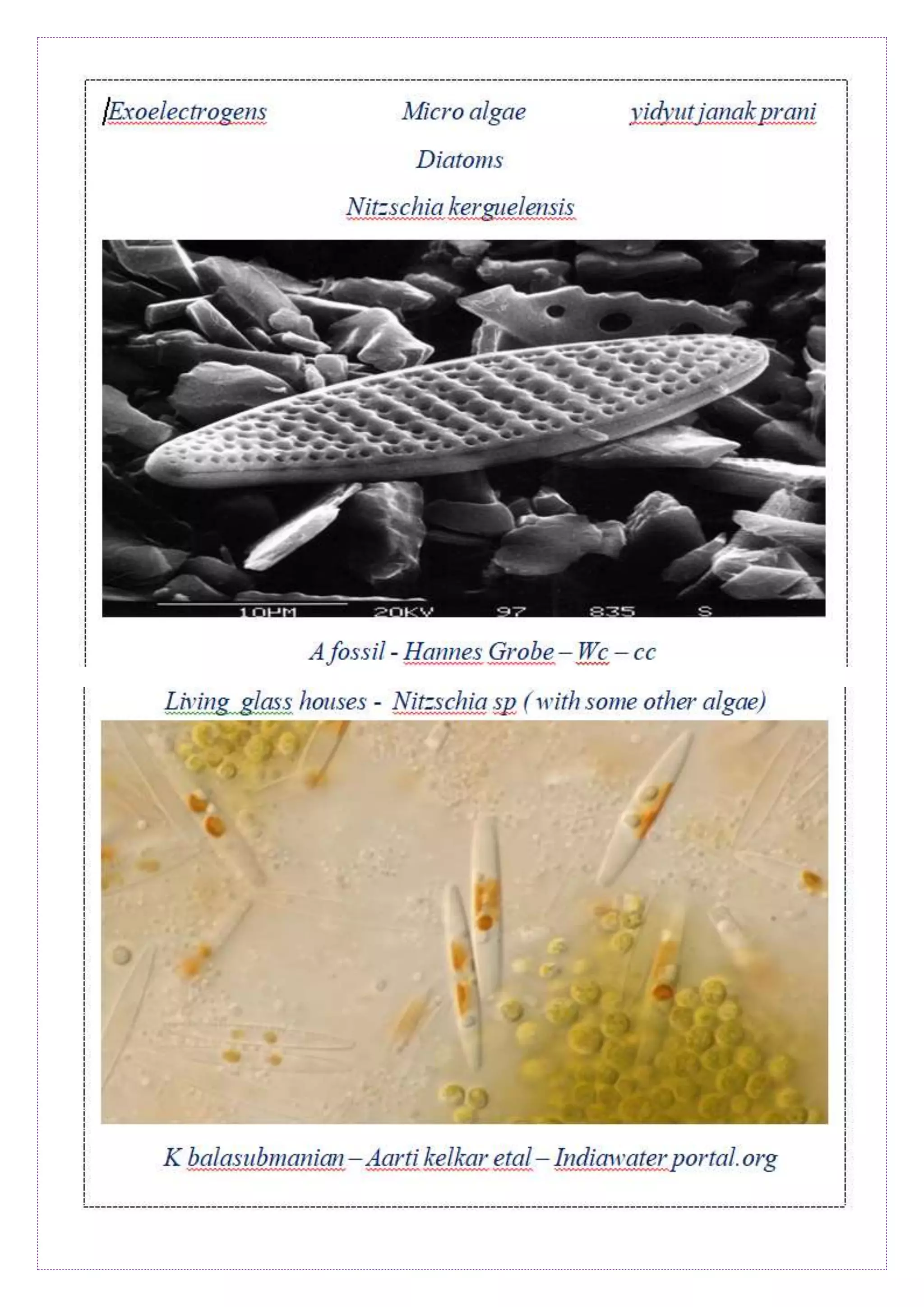 Exoelectrogens Microalgae Nitzschia vidyut janak prani SNIPED.docx