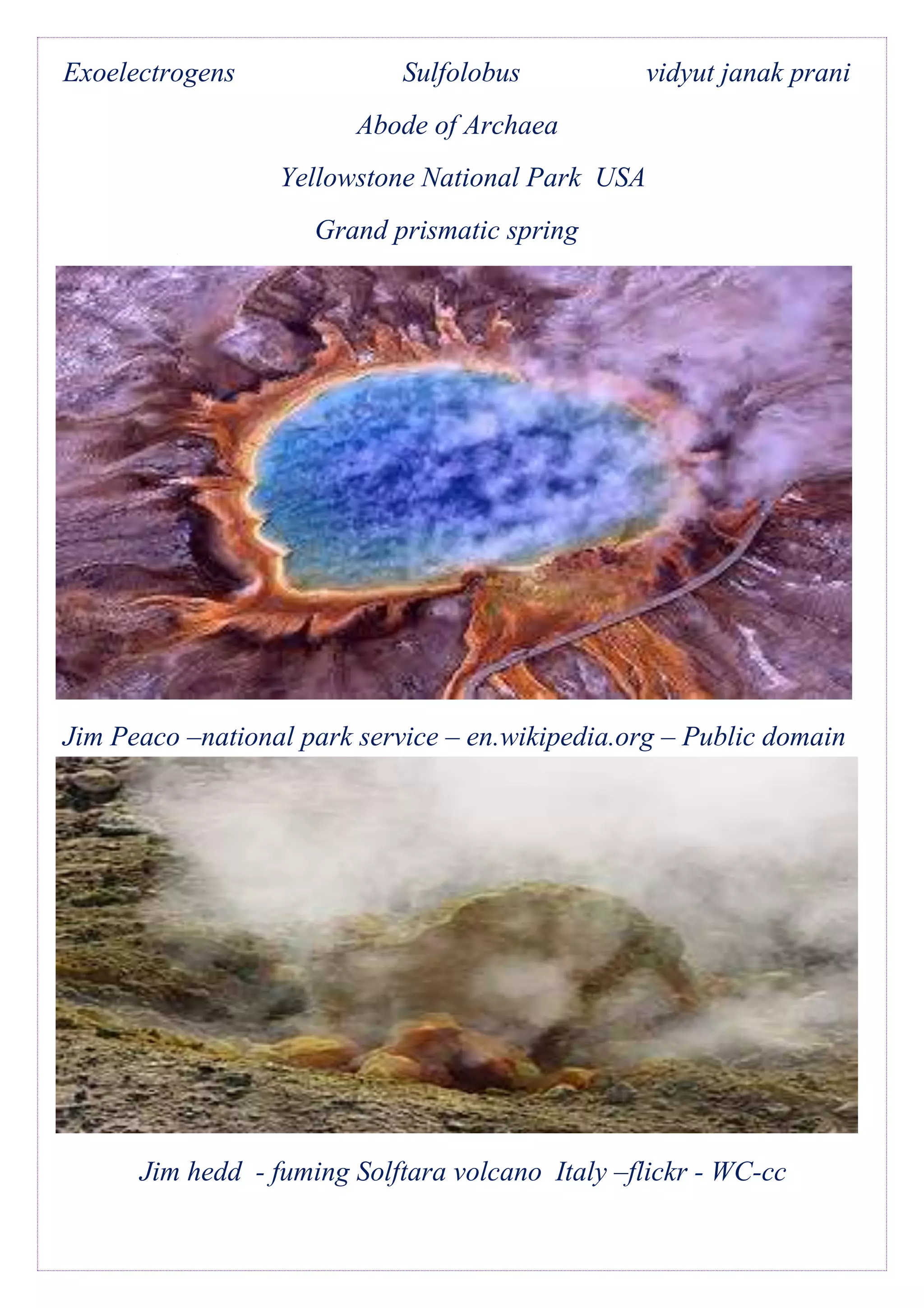 Exoelectrogens -Archaea- Sulfolobus Sniped.docx