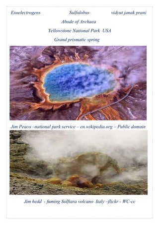 Exoelectrogens -Archaea- Sulfolobus Sniped.docx