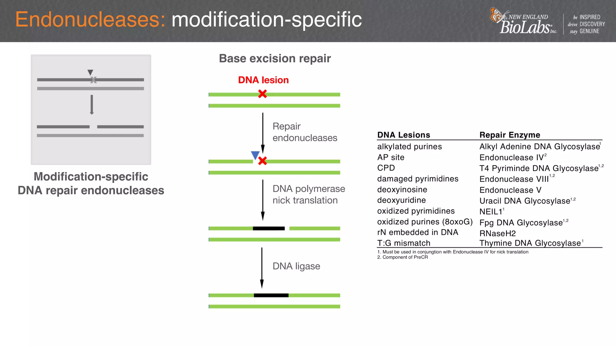 Exonucleases & endonucleases as molecular tools | PDF