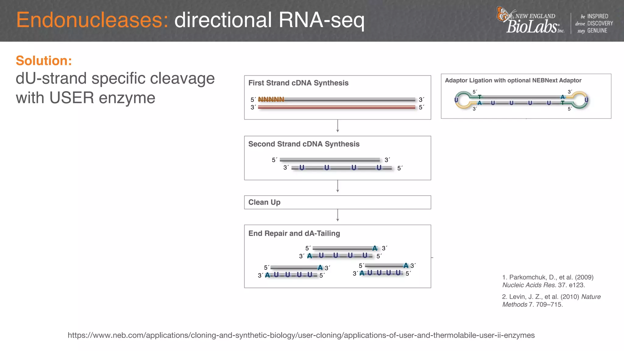 Exonucleases & endonucleases as molecular tools | PDF
