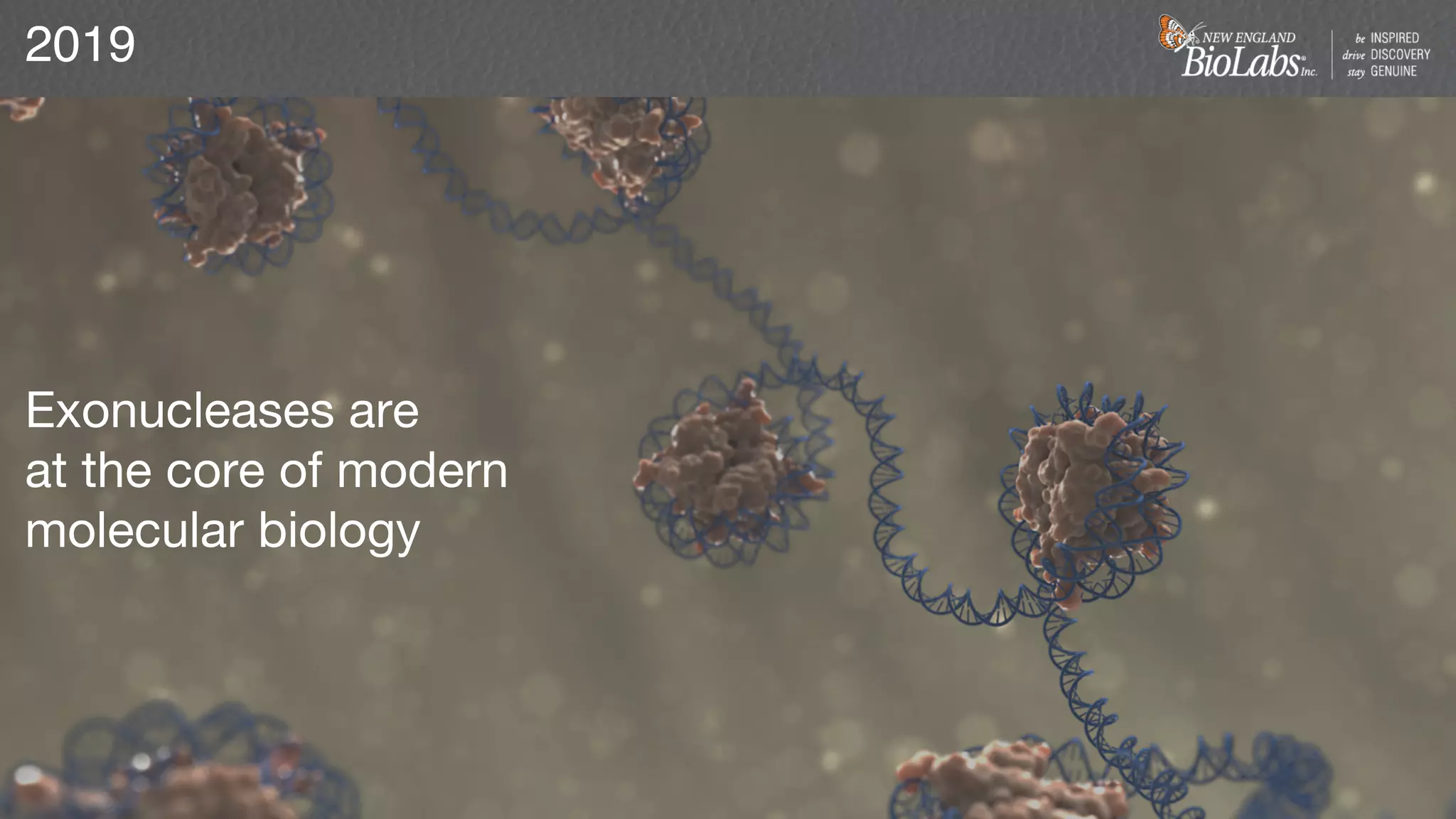 Exonucleases & endonucleases as molecular tools | PDF