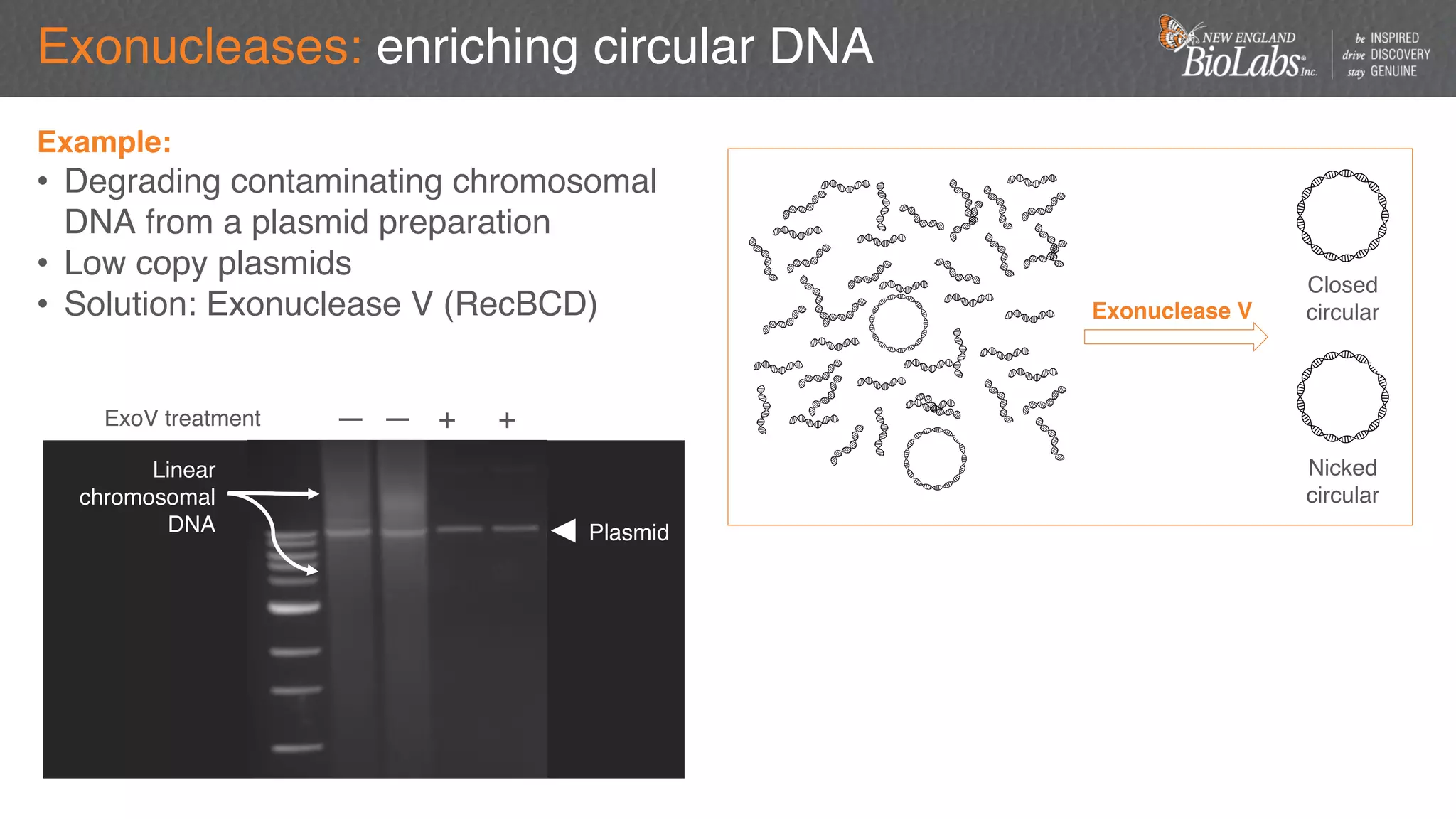 Exonucleases & endonucleases as molecular tools | PDF