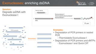 Exonucleases & endonucleases as molecular tools | PDF