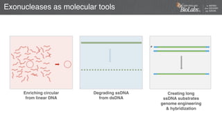 Exonucleases & endonucleases as molecular tools | PDF