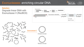 Exonucleases & endonucleases as molecular tools | PDF