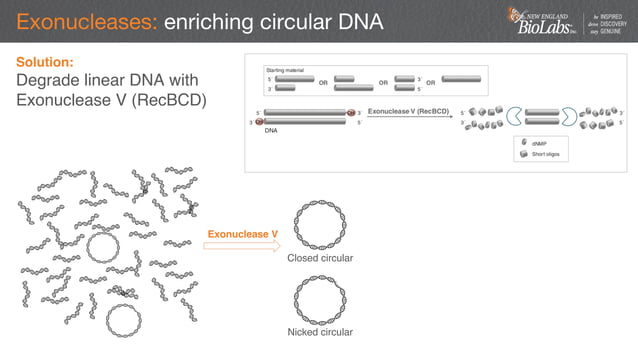 Exonucleases & endonucleases as molecular tools | PDF | Programming ...