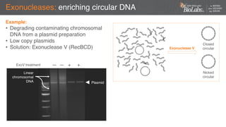Exonucleases & endonucleases as molecular tools | PDF