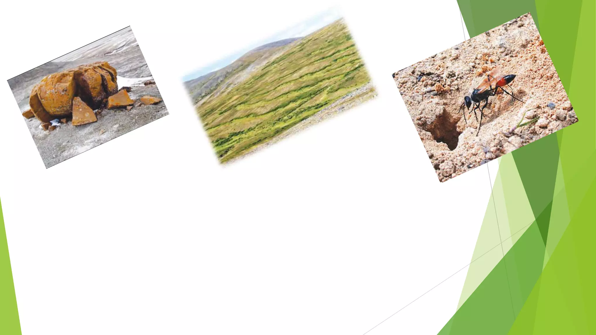 Exogenetic processes | PPTX