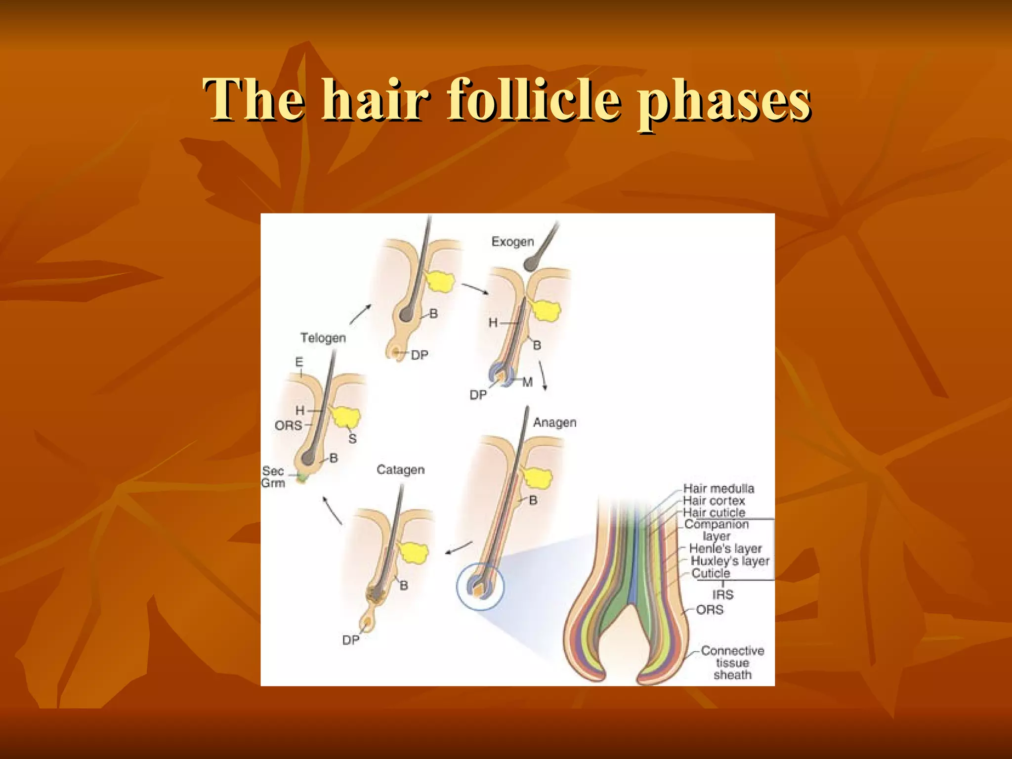 Exogen phase of hair life cycle | PPT
