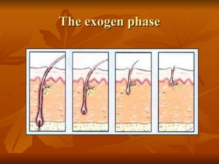 Exogen phase of hair life cycle | PPT
